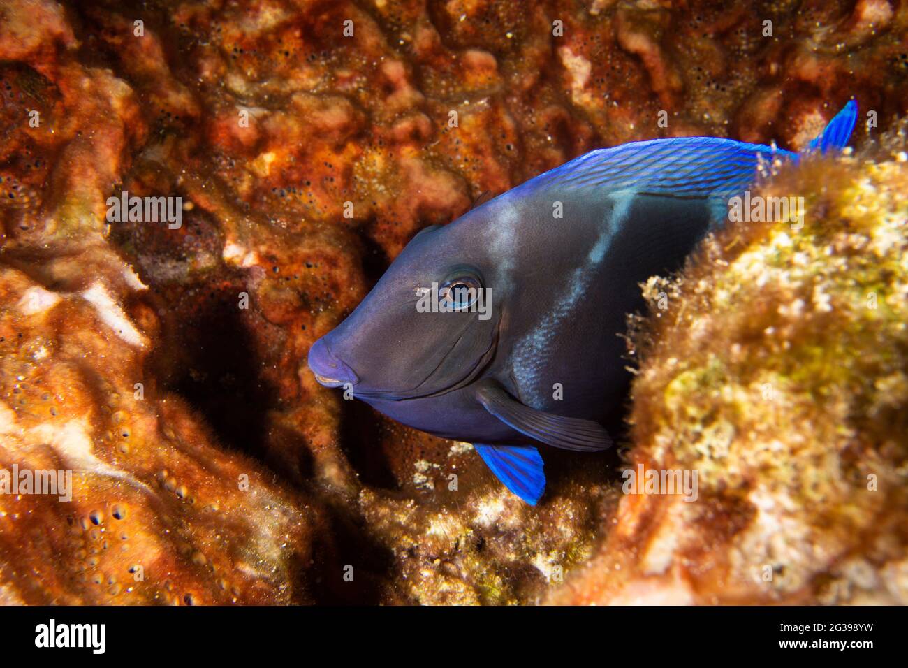Tropical fish on a coral reef underwater. Scuba diving in Cozumel ...