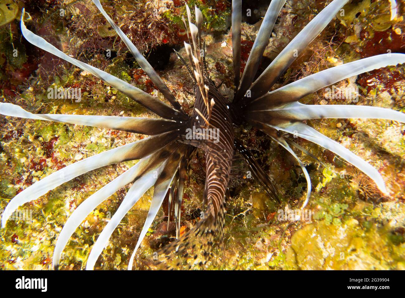 Lionfish underwater. Scuba diving in Cozumel, Mexico Stock Photo - Alamy