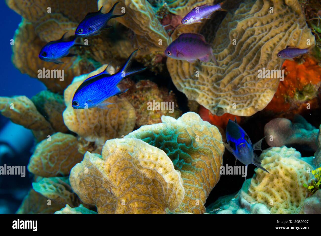 Tropical fish on a coral reef underwater. Scuba diving in Cozumel ...
