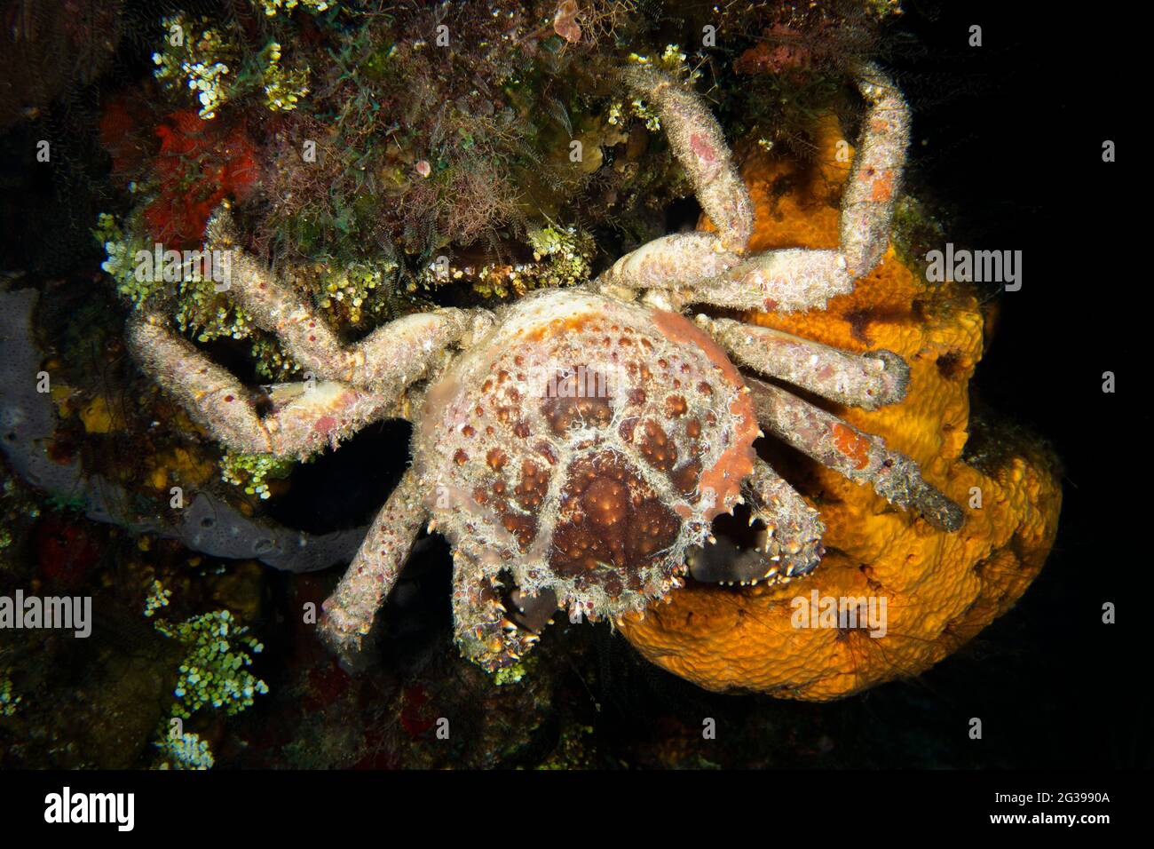 Crab underwater hi-res stock photography and images - Alamy