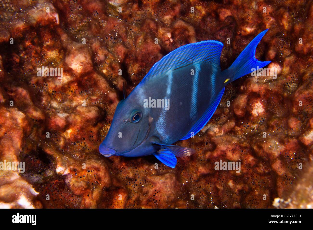 Tropical fish on a coral reef underwater. Scuba diving in Cozumel ...