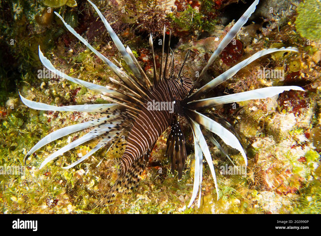 Lionfish underwater. Scuba diving in Cozumel, Mexico Stock Photo - Alamy