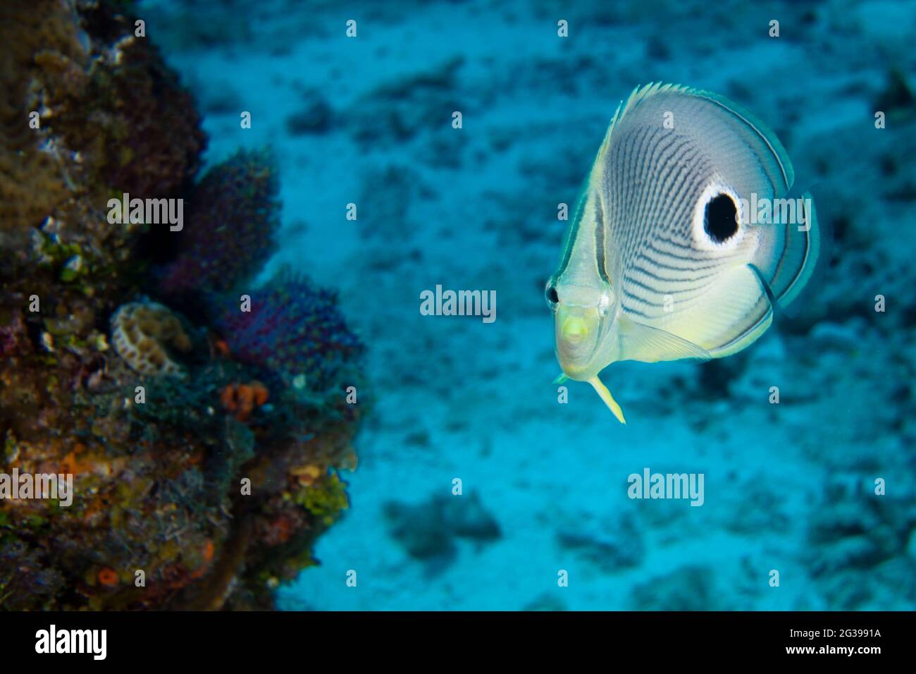 Tropical fish on a coral reef underwater. Scuba diving in Cozumel ...