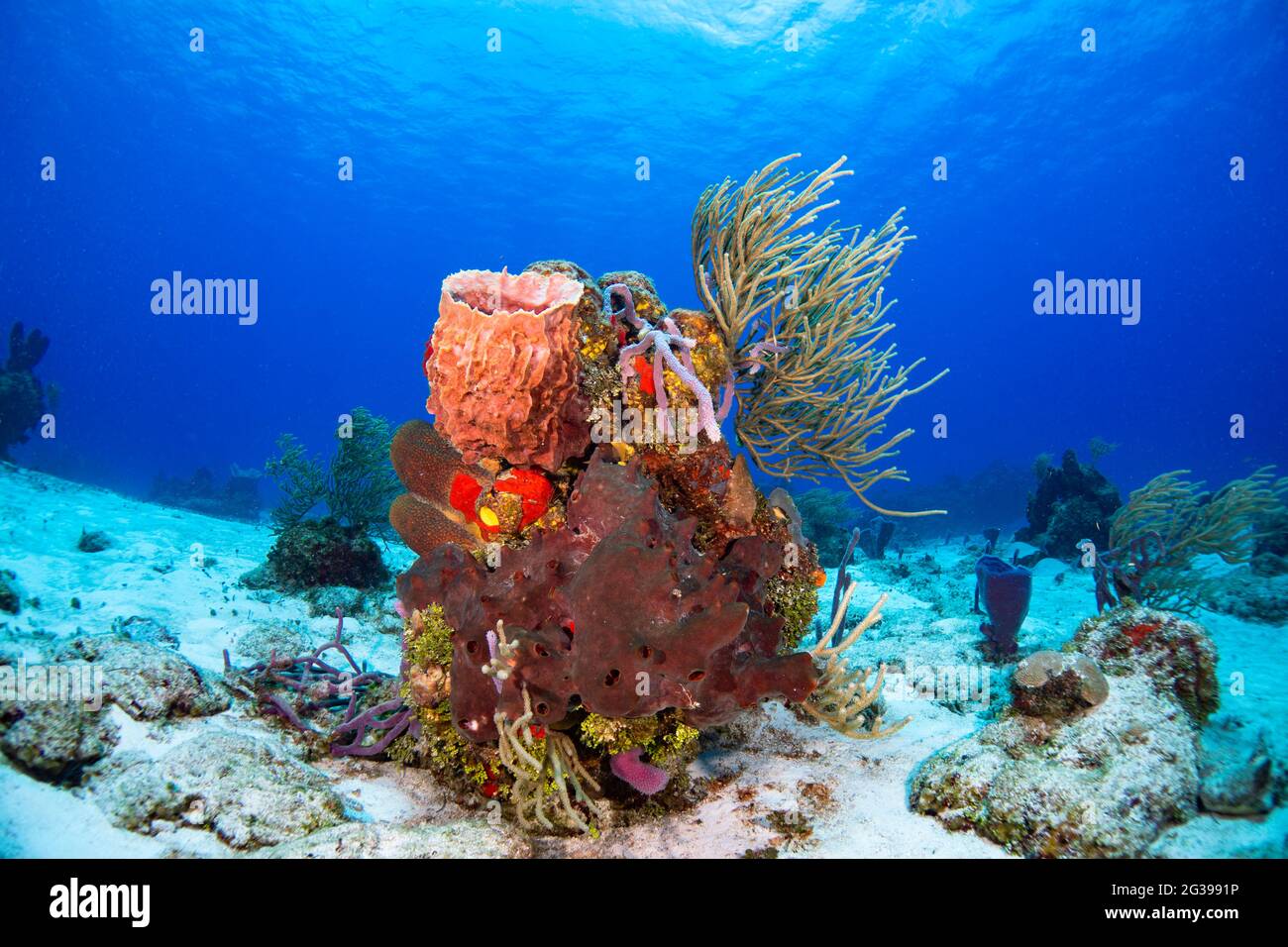 Coral reef landscape underwater. Scuba diving in Cozumel, Mexico Stock ...