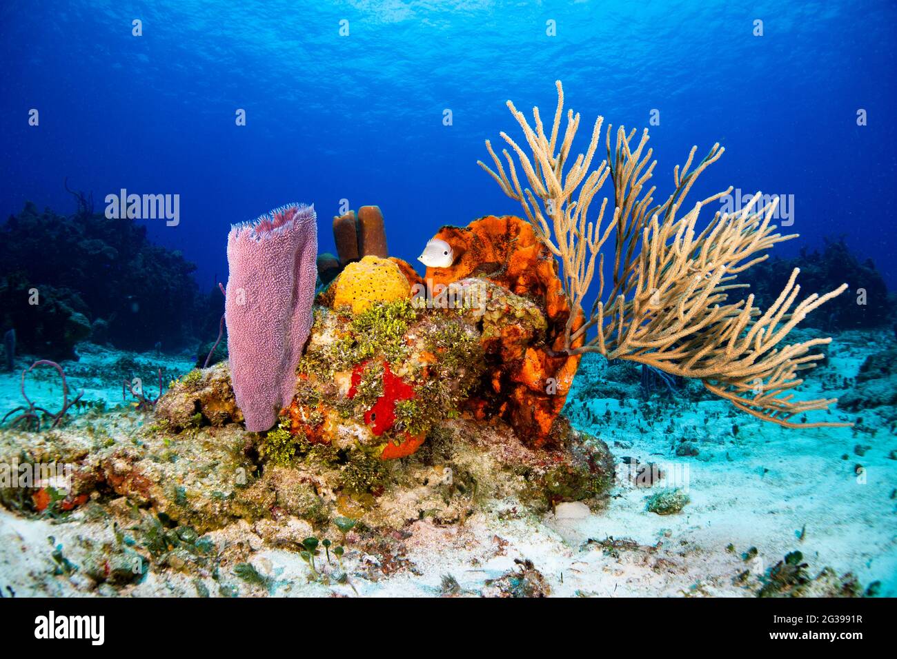 Coral reef landscape underwater. Scuba diving in Cozumel, Mexico Stock ...