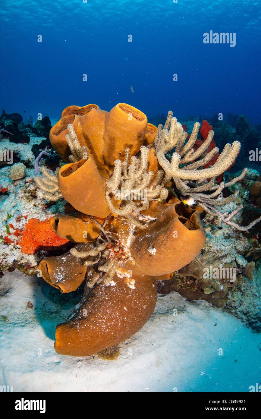 Coral reef landscape underwater. Scuba diving in Cozumel, Mexico Stock ...