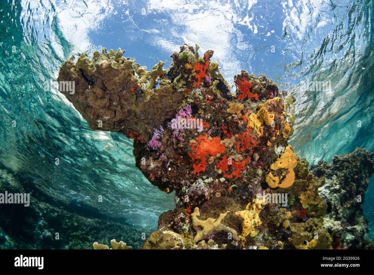 Coral reef landscape underwater. Scuba diving in Cozumel, Mexico Stock ...