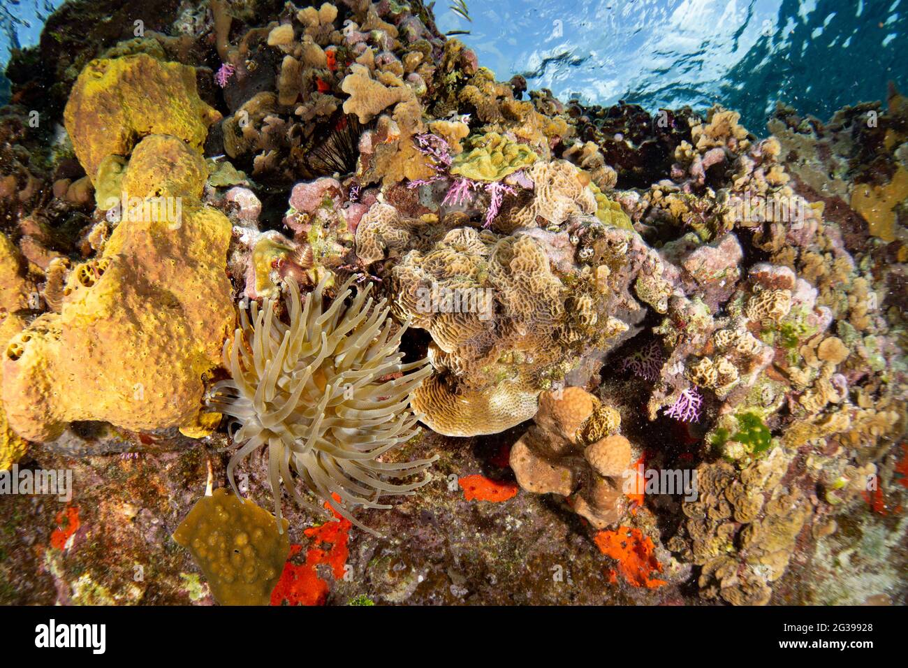 Coral reef landscape underwater. Scuba diving in Cozumel, Mexico Stock Photo - Alamy