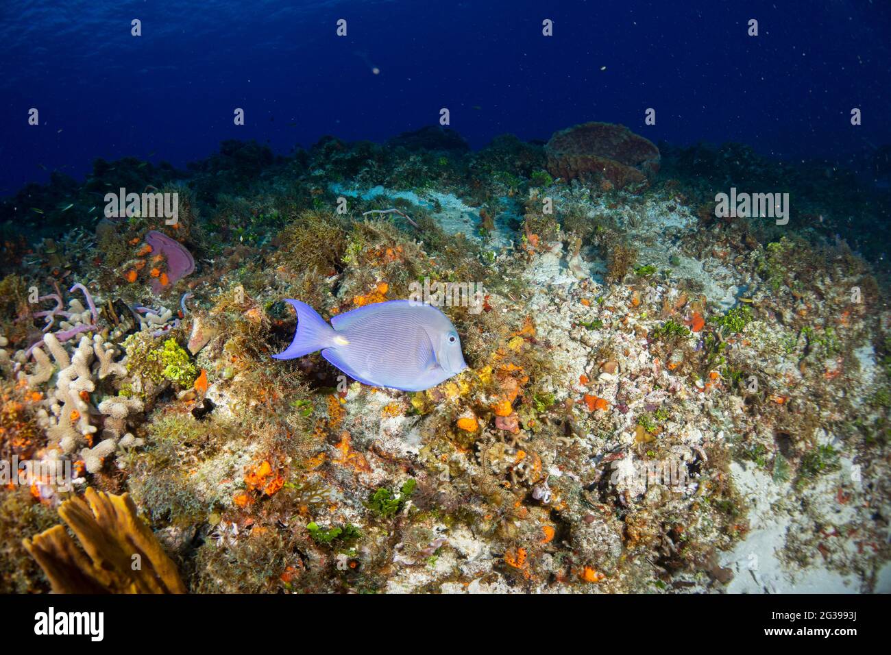 Coral reef landscape underwater. Scuba diving in Cozumel, Mexico Stock ...