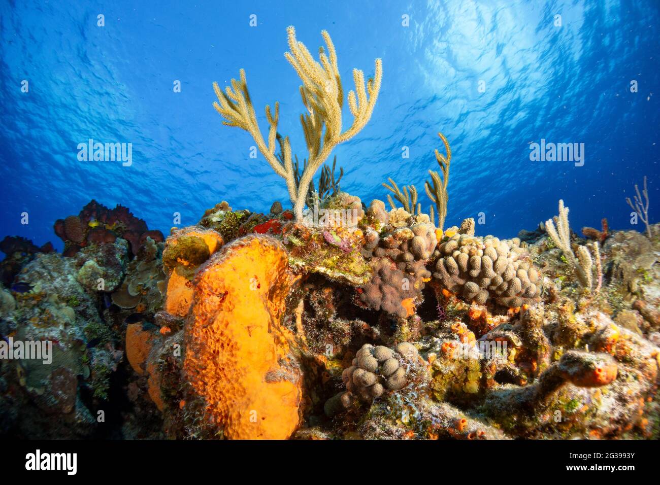 Coral reef landscape underwater. Scuba diving in Cozumel, Mexico Stock ...