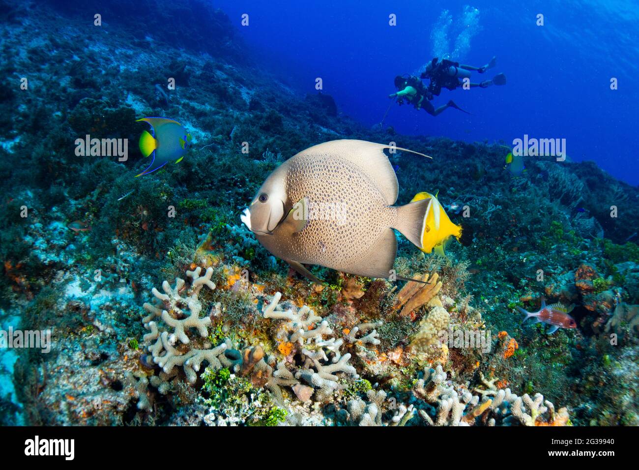Underwater sea landscape tropical coral hi-res stock photography and ...