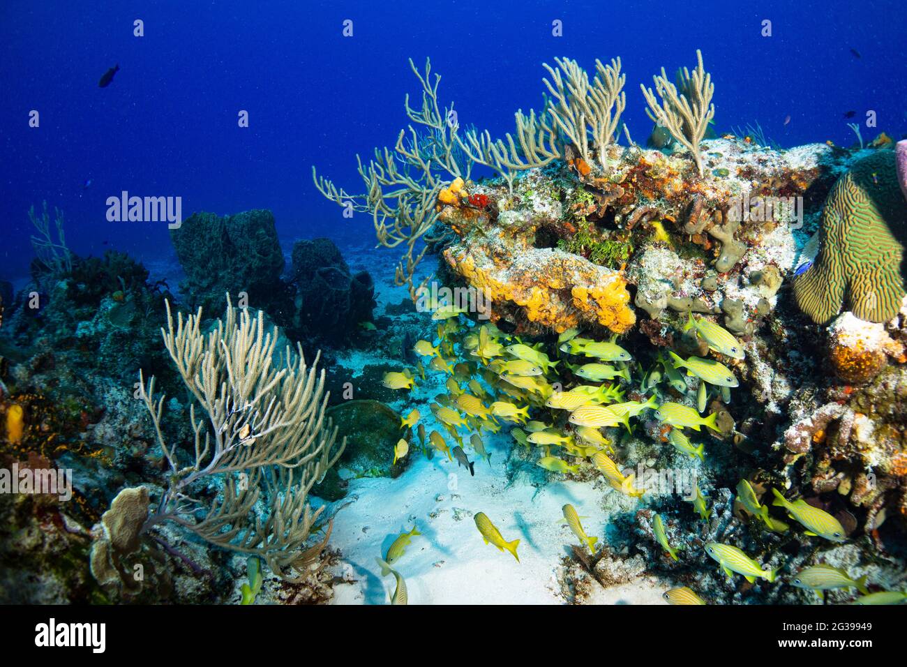 Coral reef landscape underwater. Scuba diving in Cozumel, Mexico Stock ...