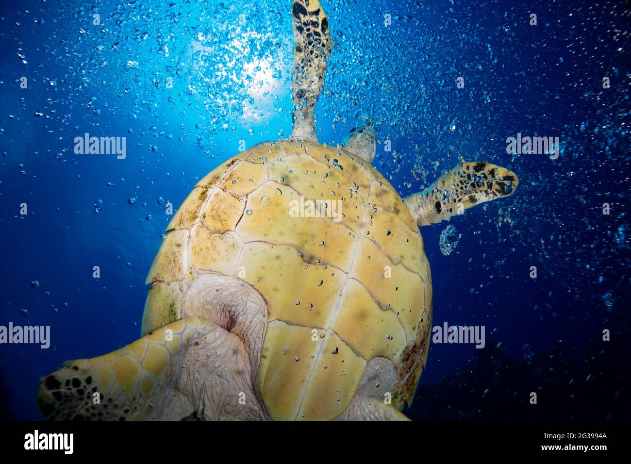 Hawksbill turtle from below underwater. Scuba diving in Cozumel, Mexico ...