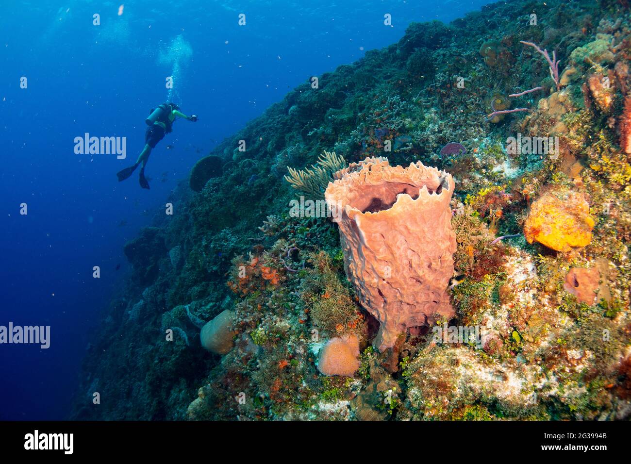 Coral reef landscape underwater. Scuba diving in Cozumel, Mexico Stock ...