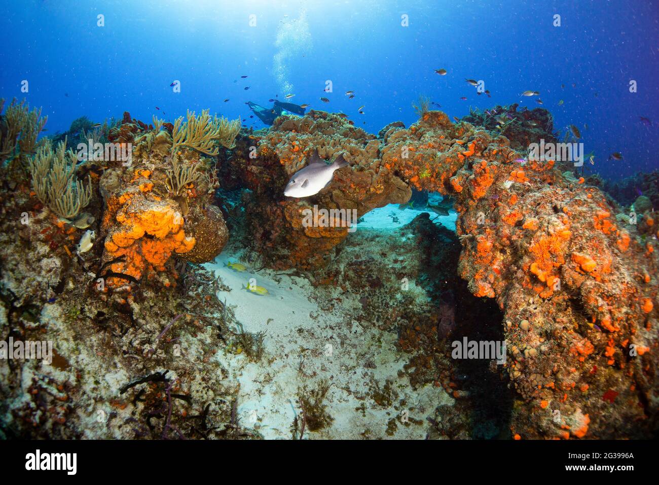 Tropical fish on a coral reef underwater. Scuba diving in Cozumel ...
