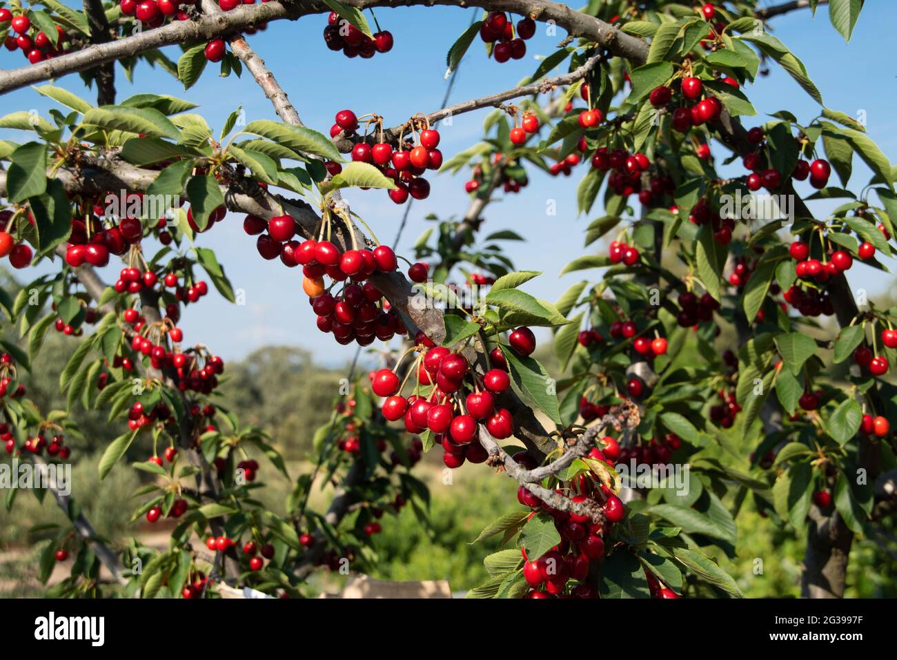 Closeup shot of fresh red cherries on tree branches Stock Photo - Alamy