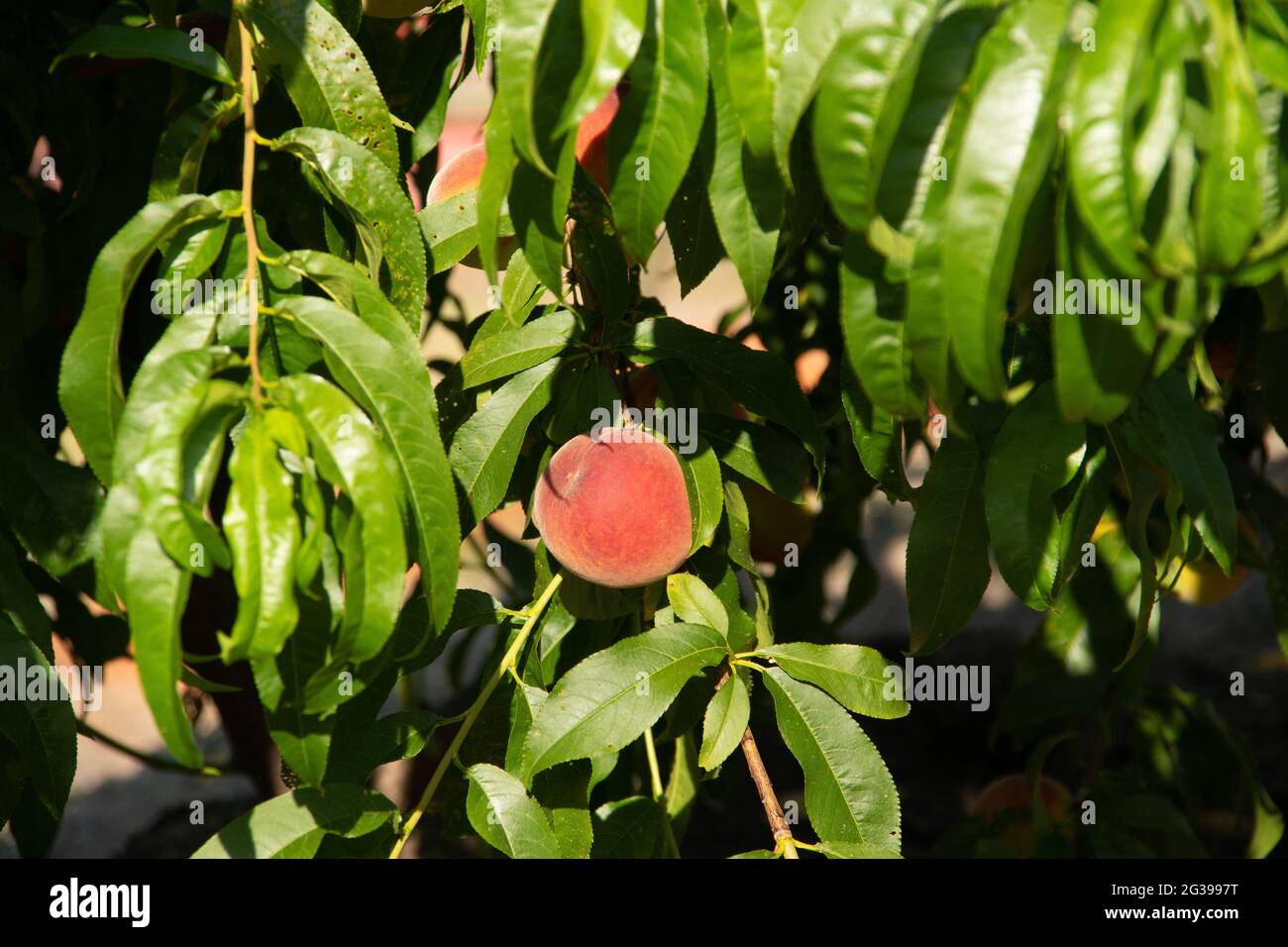 Closeup shot of peach on a tree under a sunlight Stock Photo - Alamy