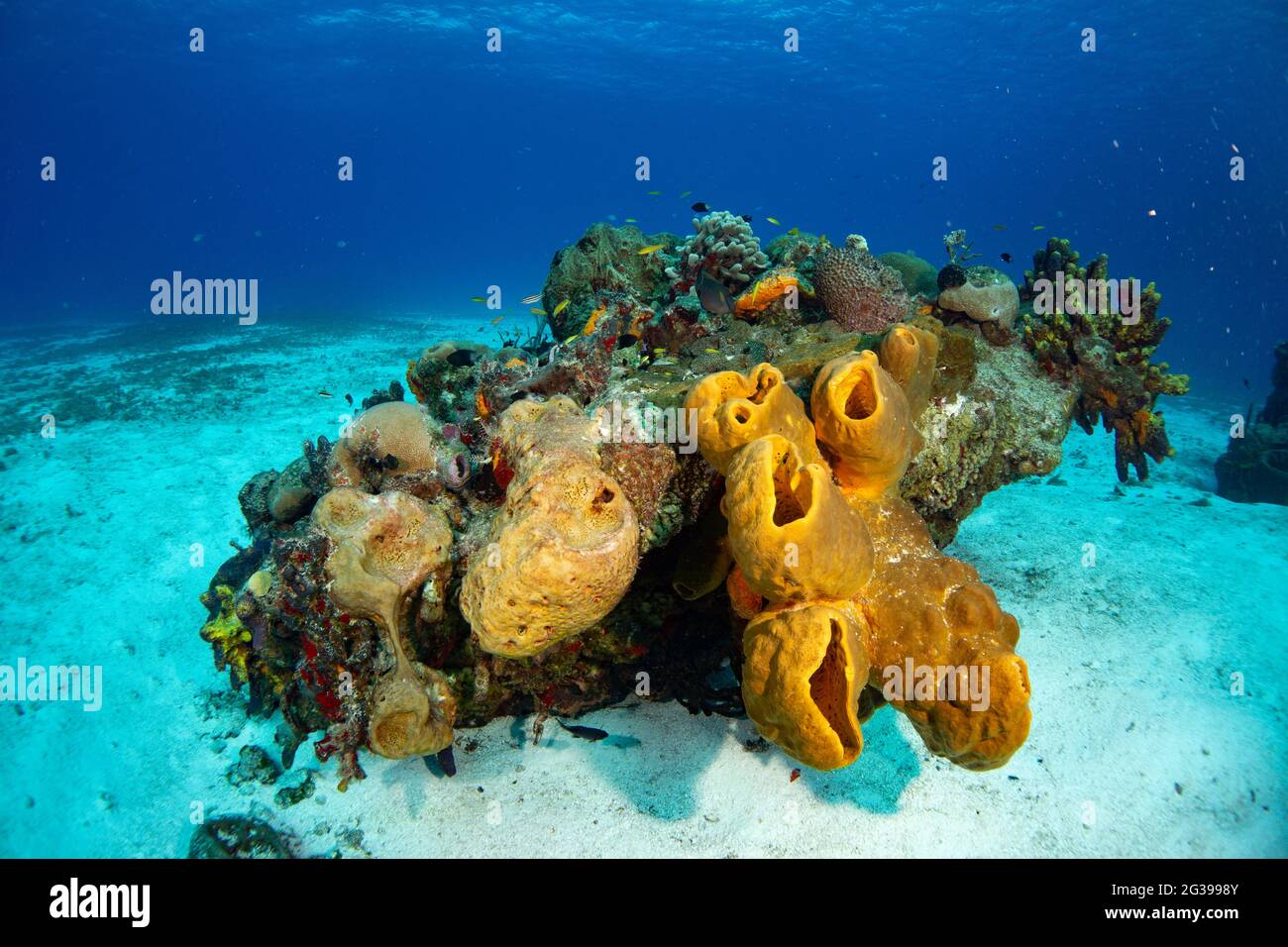 Tropical coral reef underwater. Scuba diving in Cozumel, Mexico Stock ...
