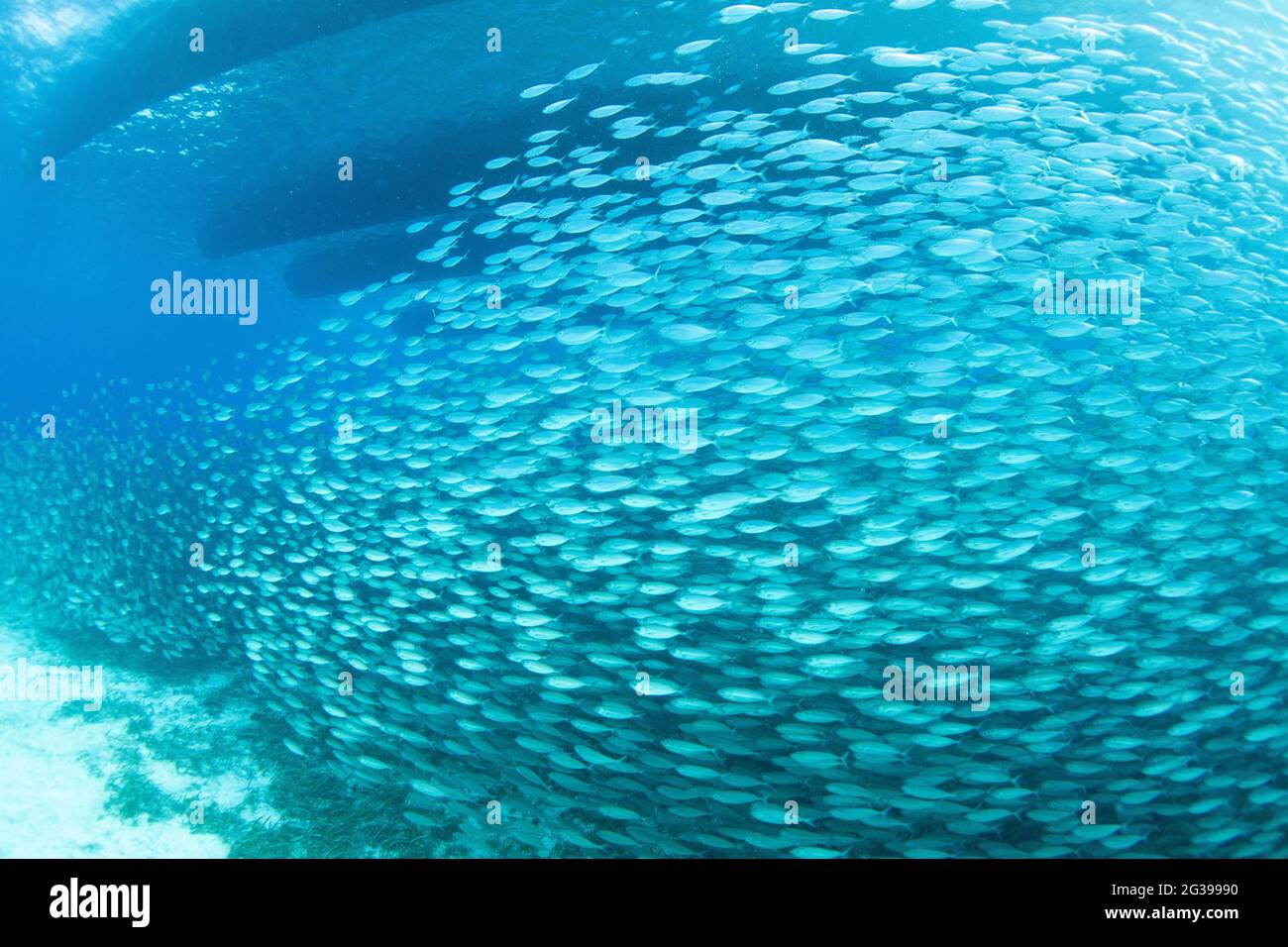 Big school of fish underwater blue background. Scuba diving in Cozumel ...