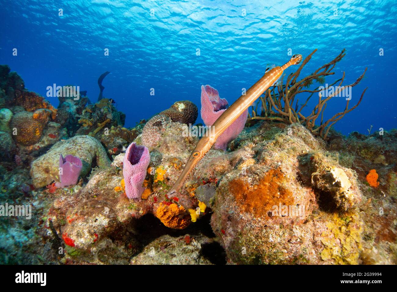Tropical fish on a coral reef underwater. Scuba diving in Cozumel ...