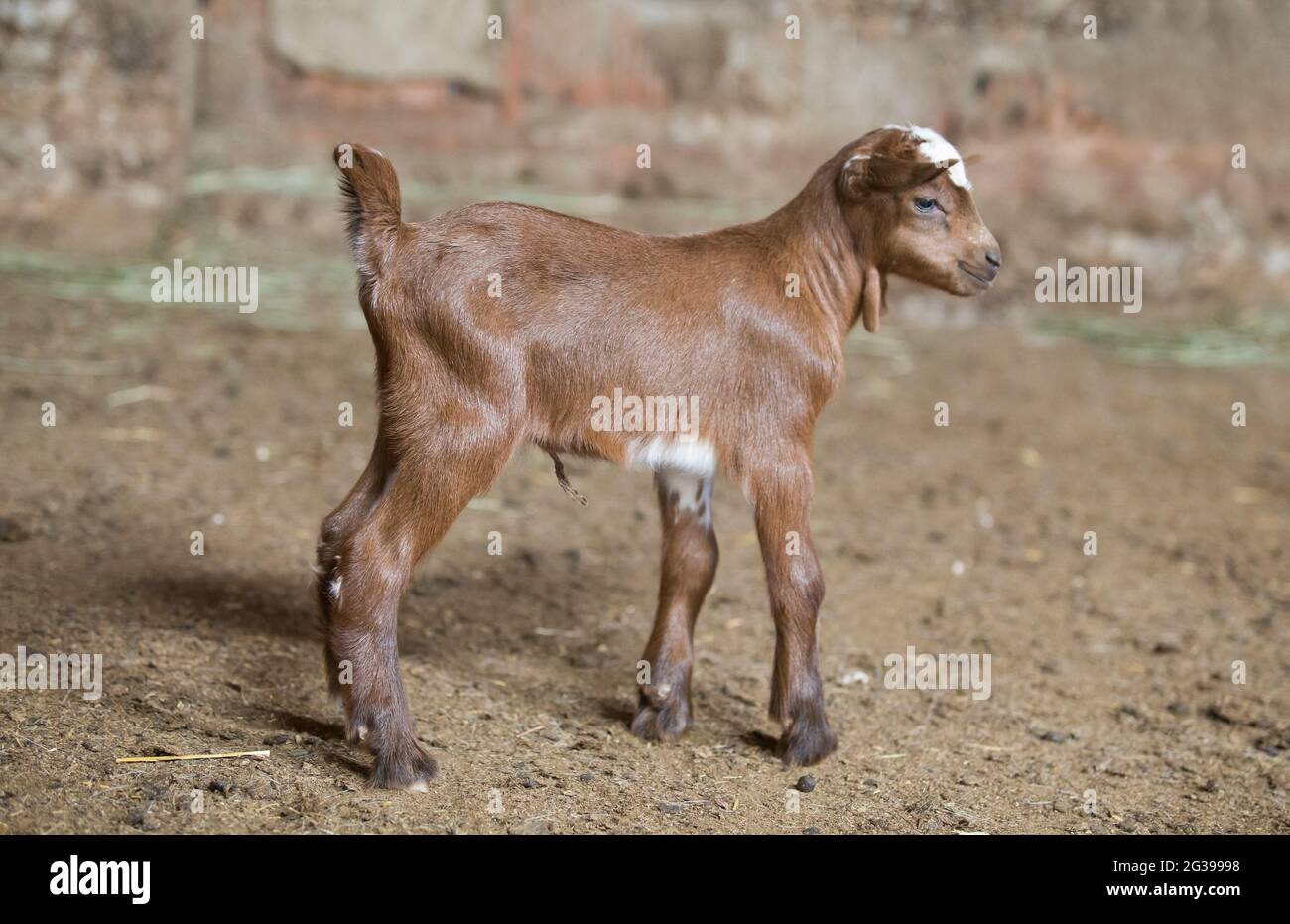 Evolution of domestic goats hi-res stock photography and images - Alamy