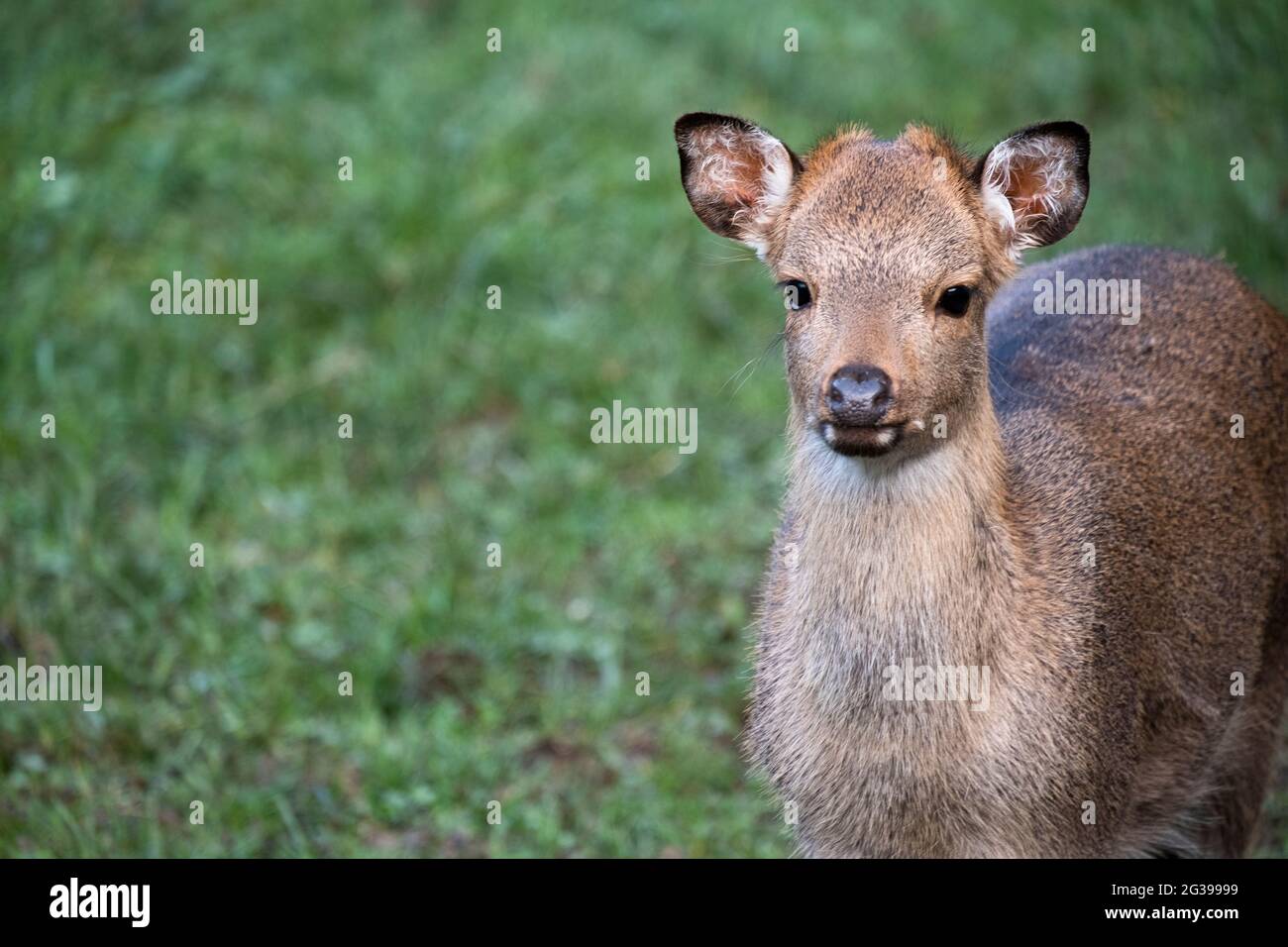Czech fauna hi-res stock photography and images - Alamy