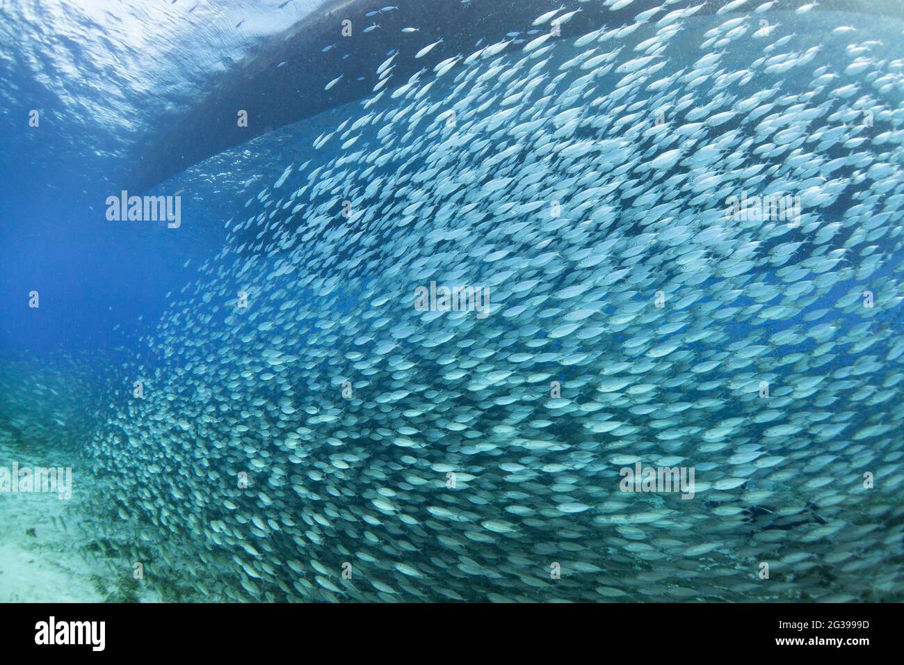 Big school of fish underwater blue background. Scuba diving in Cozumel ...