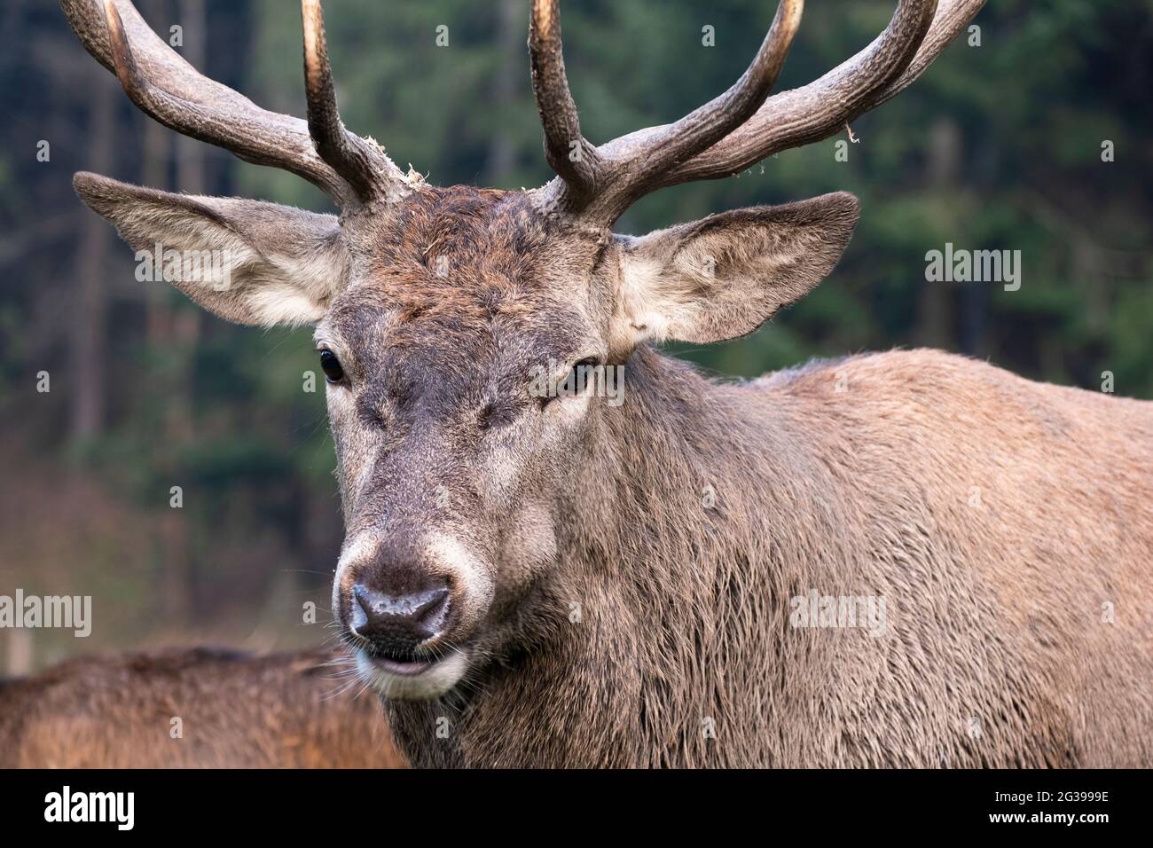 Czech fauna hi-res stock photography and images - Alamy