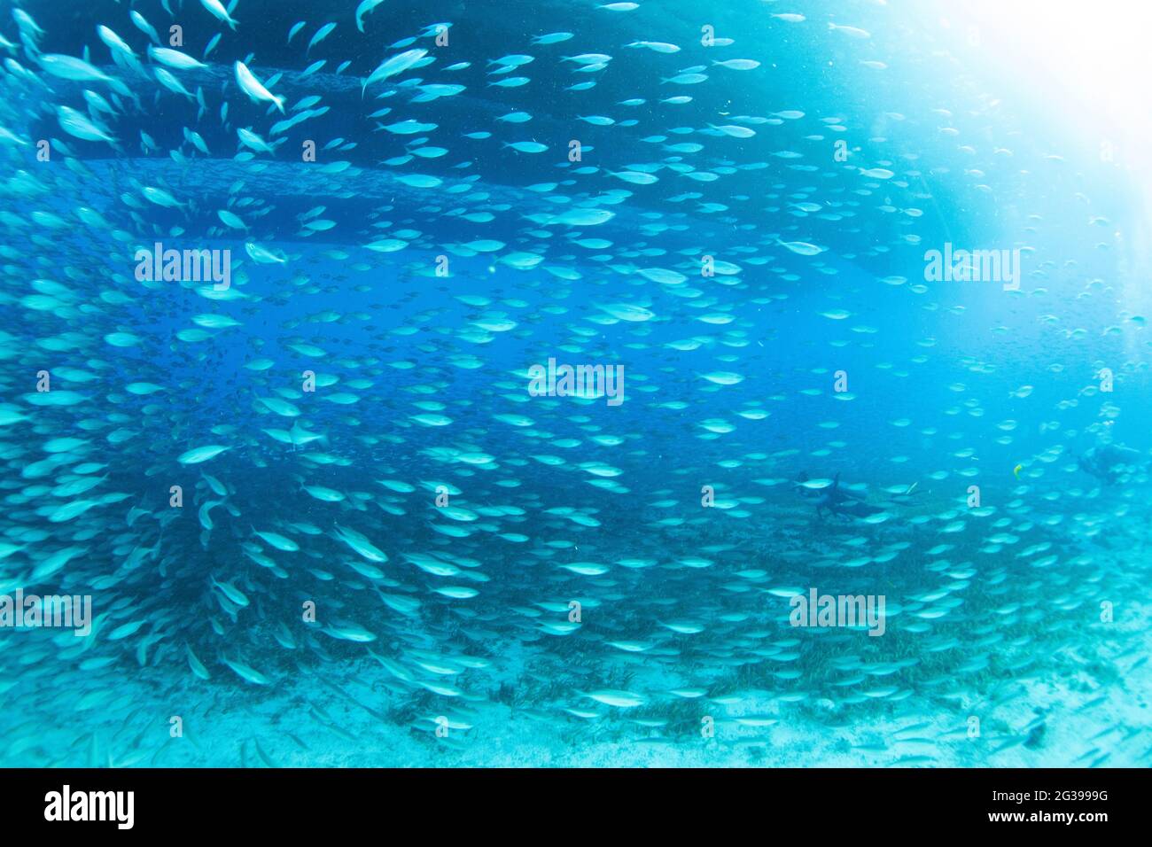 Big school of fish underwater blue background. Scuba diving in Cozumel ...