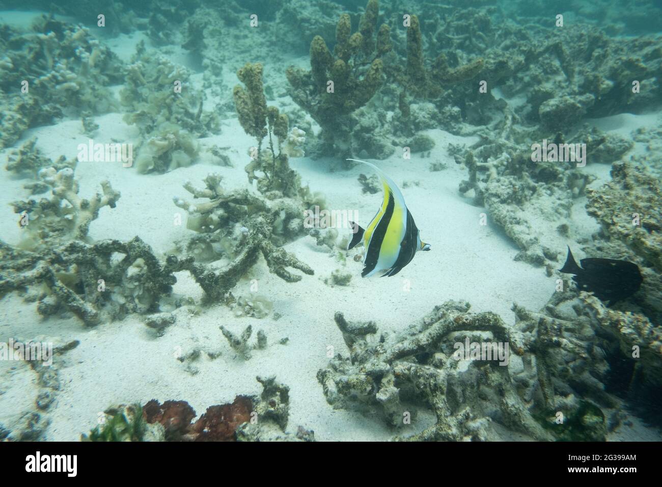 Underwater life, coral reef in Mauritius, tropical fish Stock Photo - Alamy