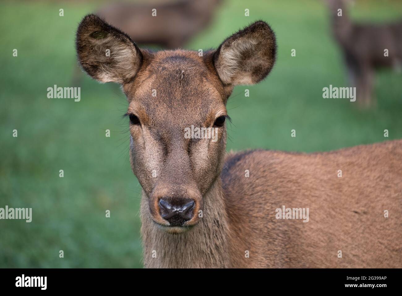 Female deer in Czech Republic Stock Photo - Alamy