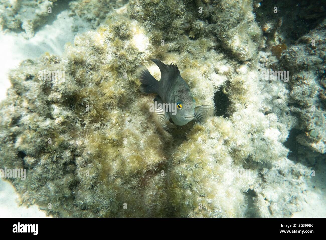 Underwater life, coral reef in Mauritius, tropical fish Stock Photo - Alamy