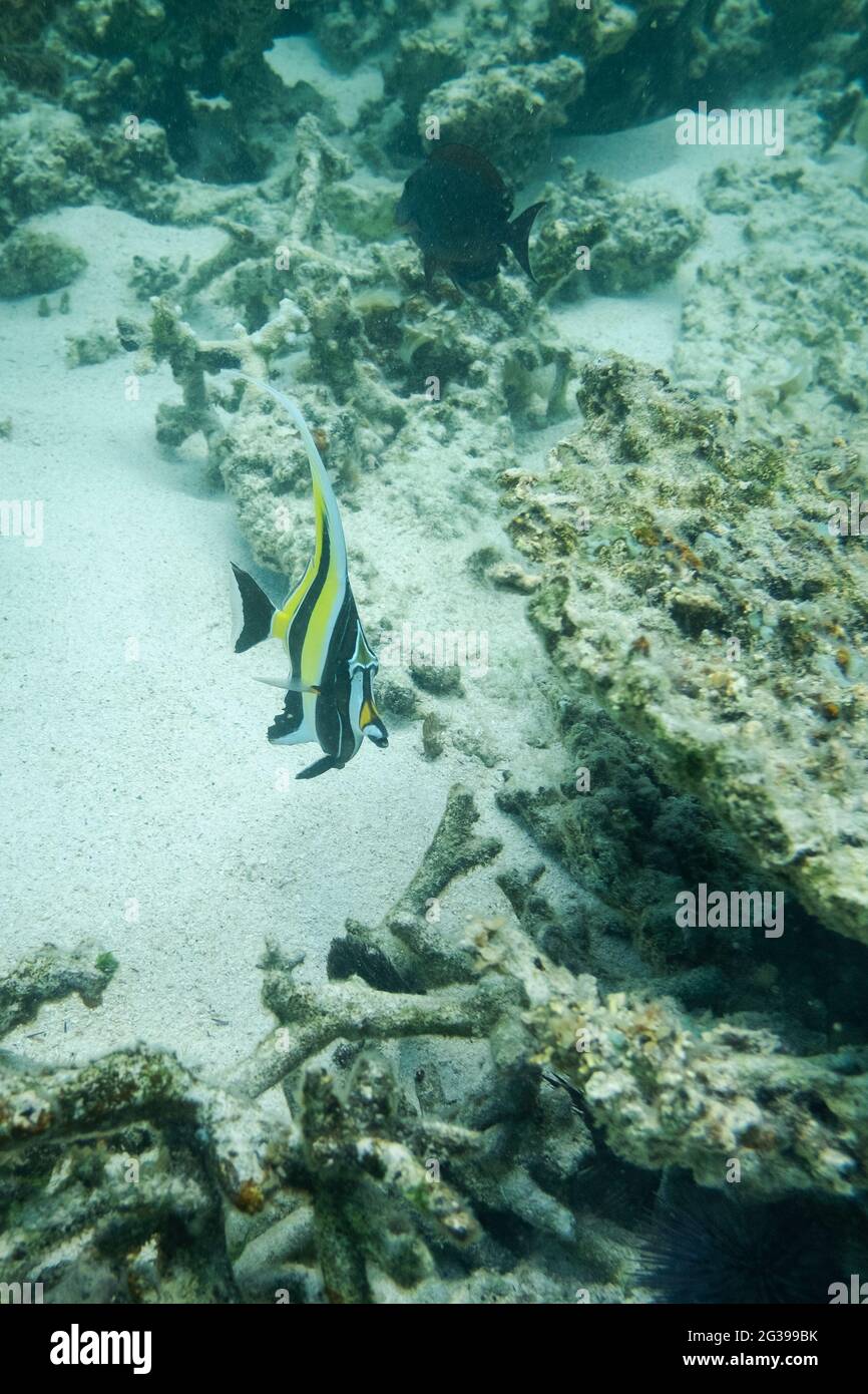 Underwater life, coral reefs in Mauritius, tropical fish Stock Photo ...