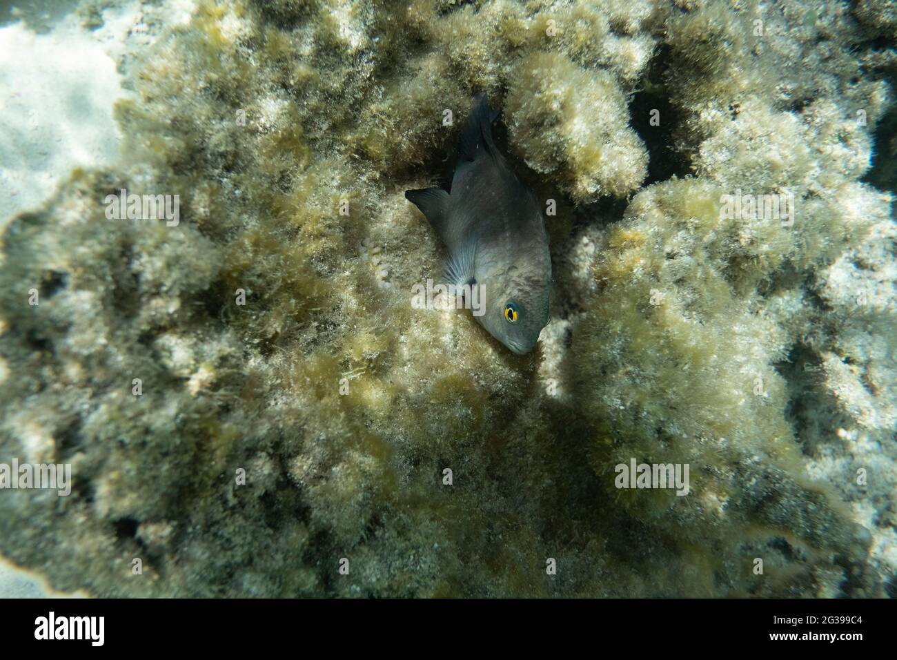 Underwater life, coral reefs in Mauritius, tropical fish Stock Photo ...