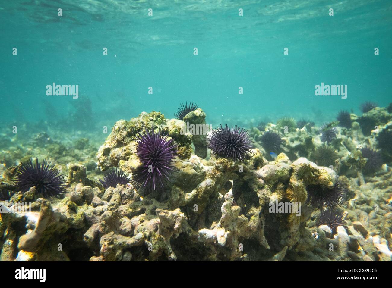 Exploring mauritius hi-res stock photography and images - Alamy