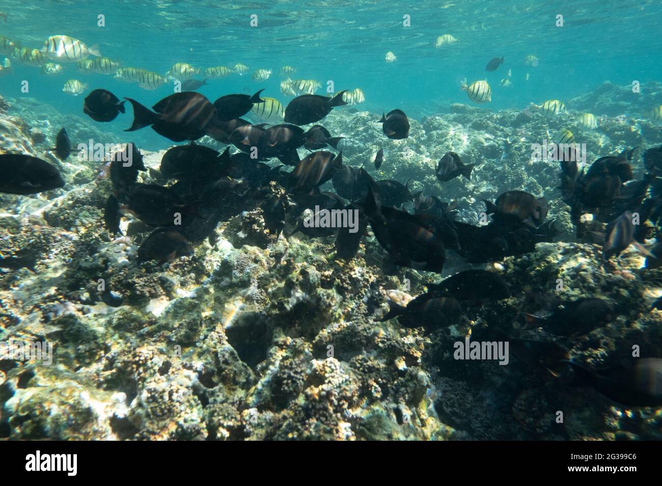 Underwater life, coral reefs in Mauritius, tropical fish Stock Photo ...