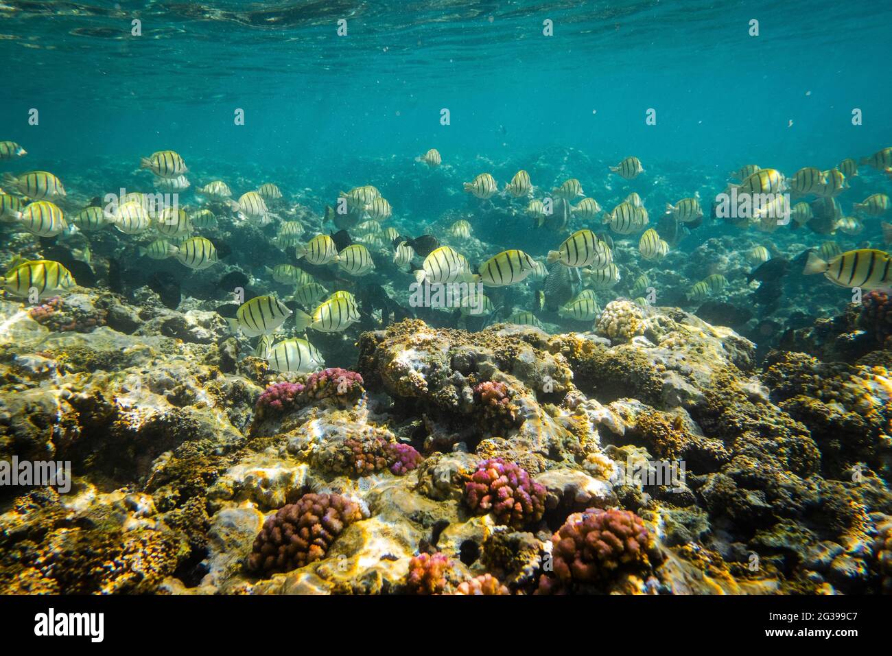 Underwater life, coral reefs in Mauritius, tropical fish Stock Photo ...