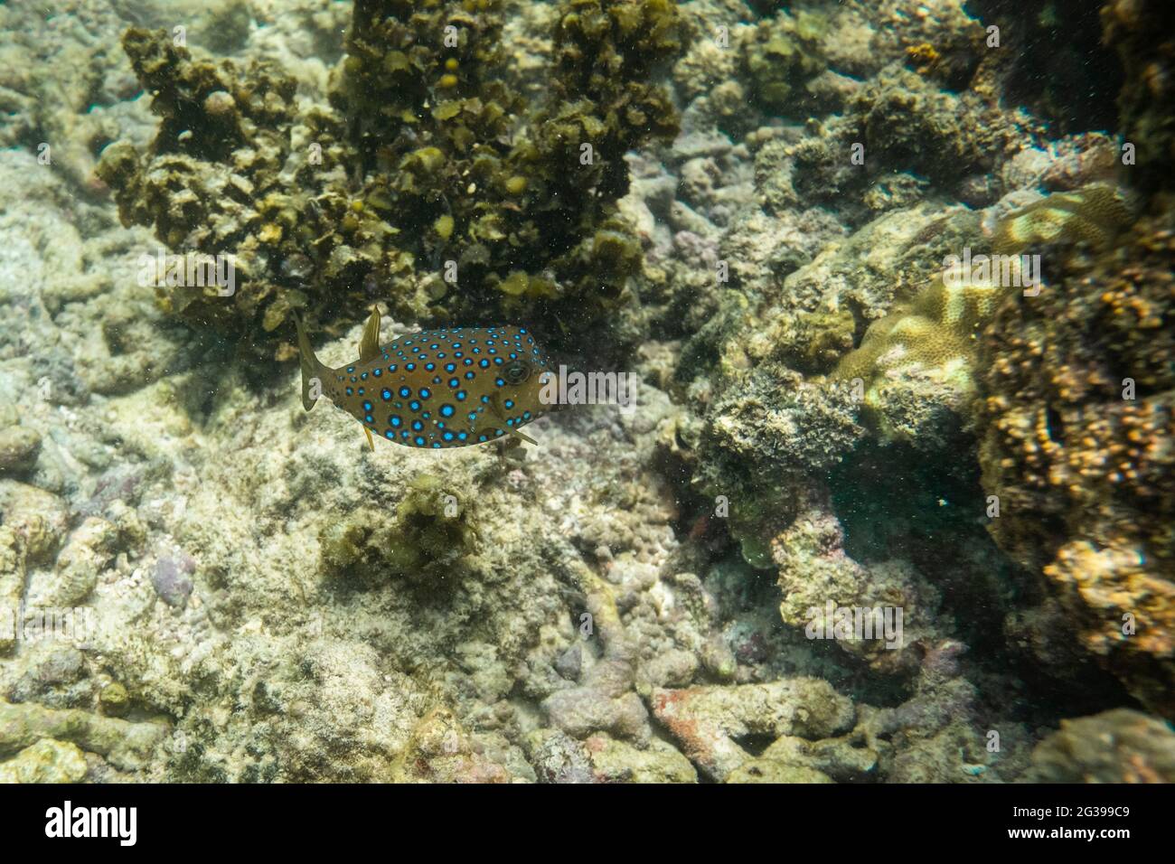 Underwater life, coral reef in Mauritius, tropical fish Stock Photo - Alamy