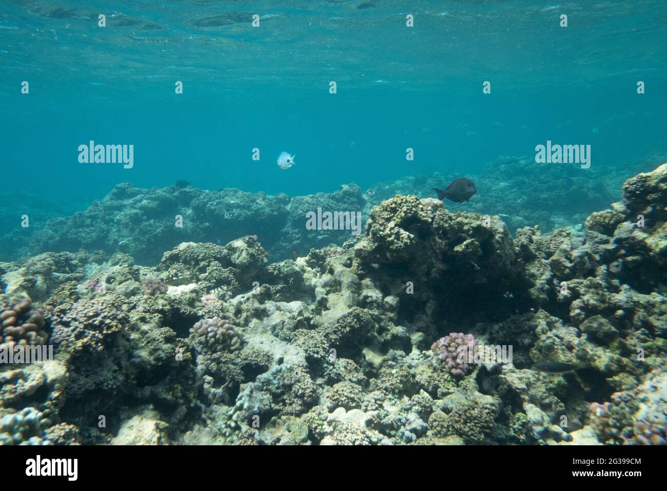Underwater life, coral reefs in Mauritius, tropical fish Stock Photo ...
