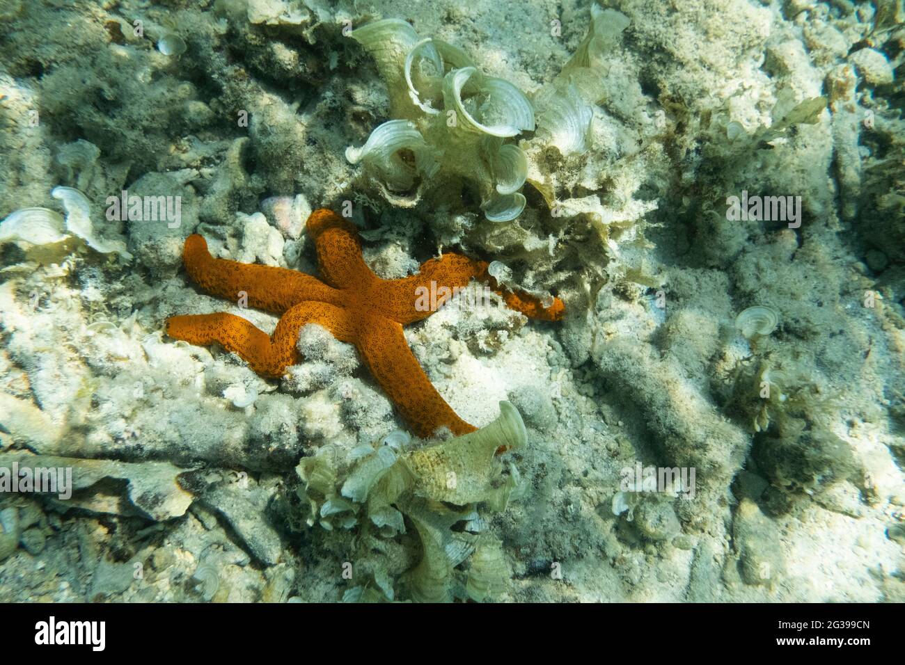 Underwater life, coral reef in Mauritius, tropical fish Stock Photo - Alamy