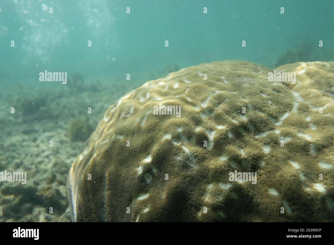 Underwater life, coral reefs in Mauritius, tropical fish Stock Photo ...