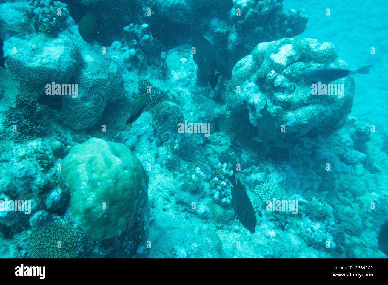 Underwater life, coral reefs in Mauritius, tropical fish Stock Photo ...