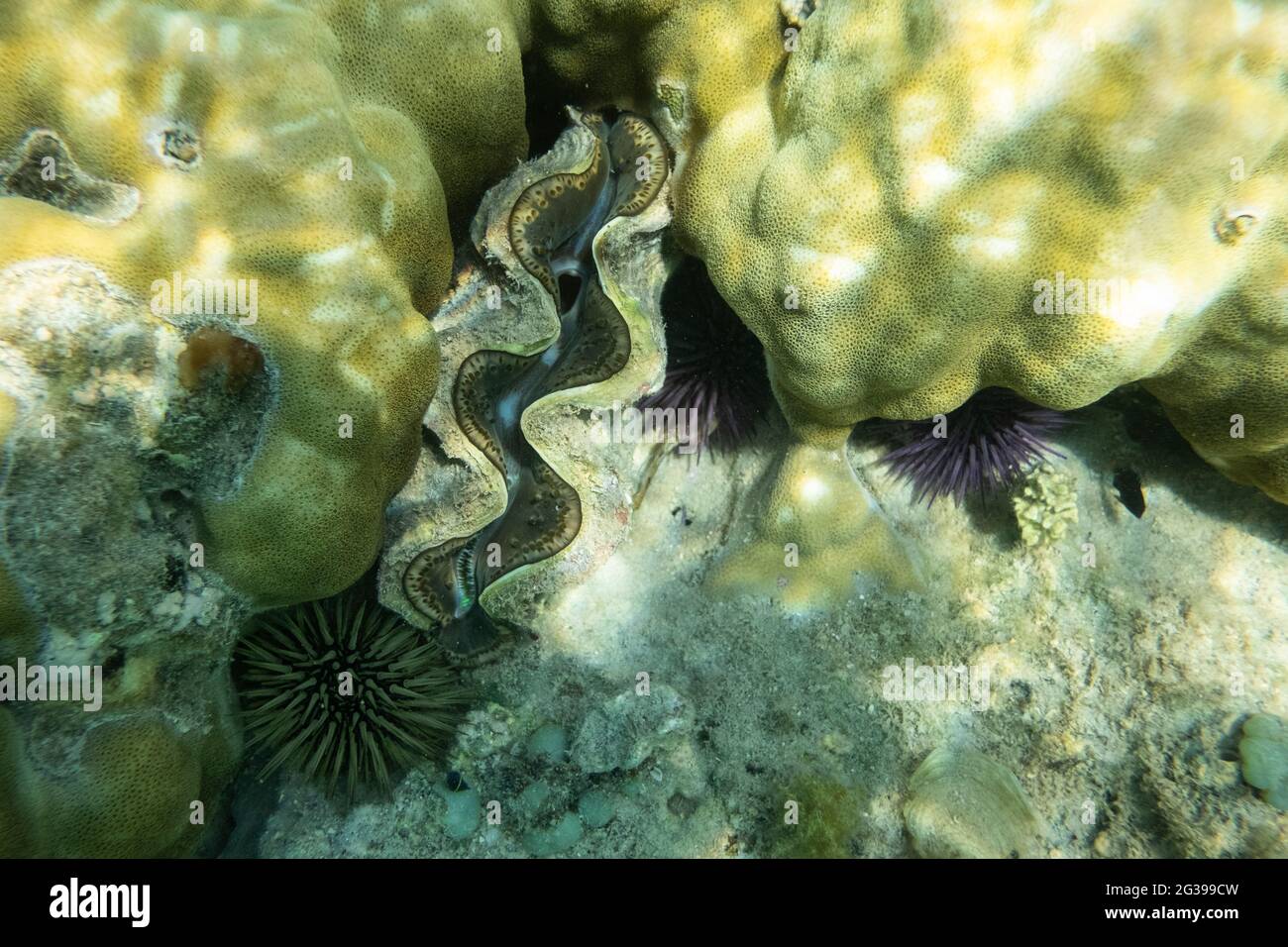 Underwater life, coral reefs in Mauritius, tropical fish Stock Photo ...