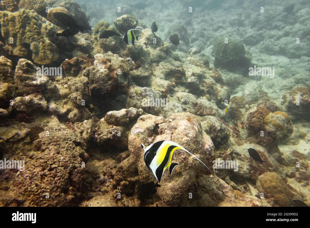 Underwater life, coral reefs in Mauritius, tropical fish Stock Photo ...