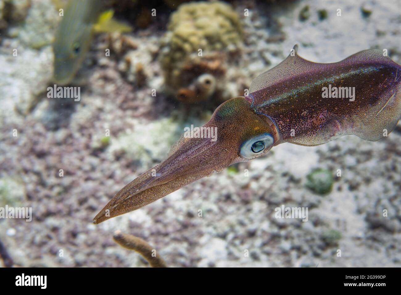 Squid underwater hi-res stock photography and images - Alamy