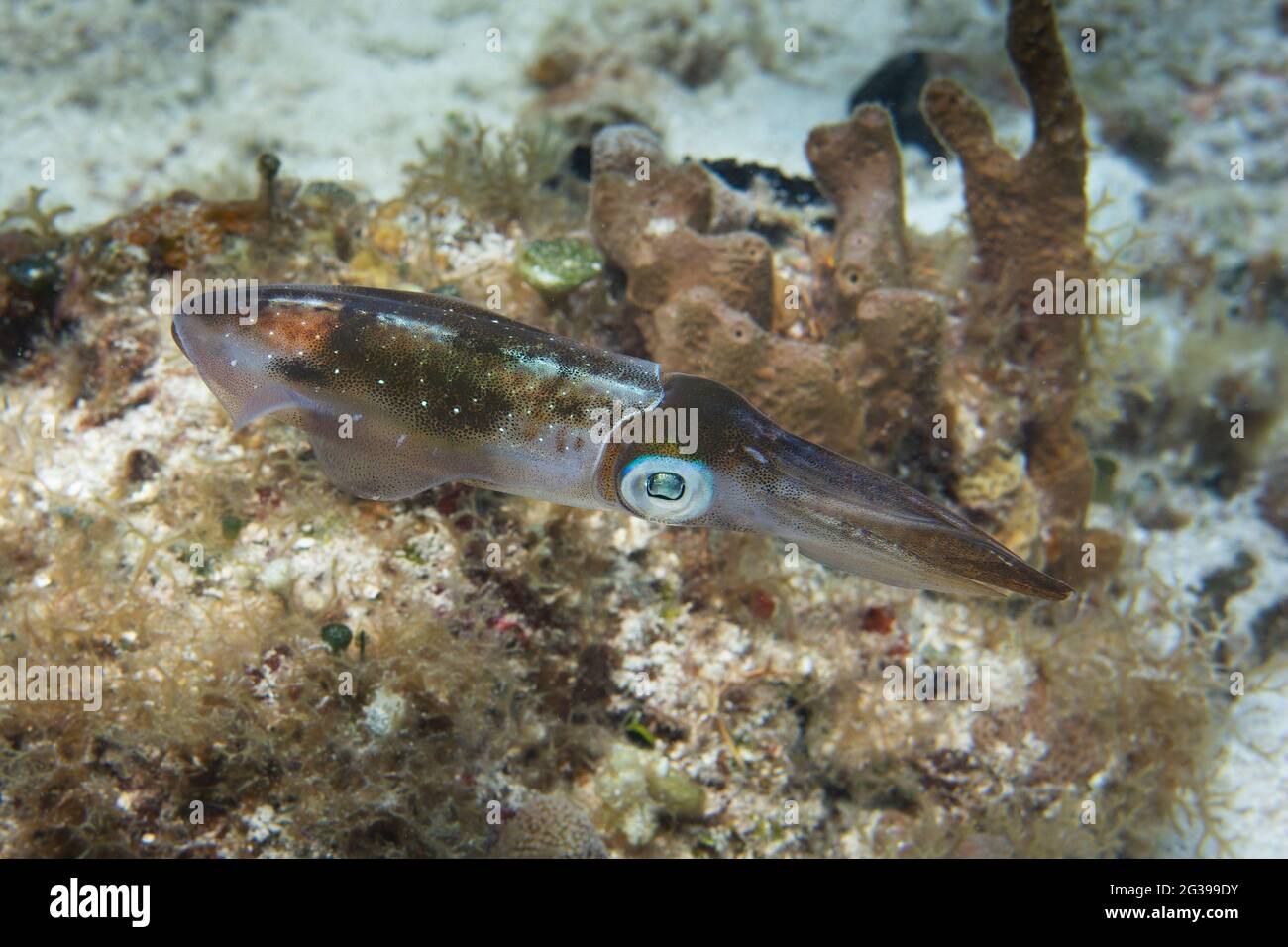 Squid underwater. Scuba diving in Cozumel Mexico Stock Photo - Alamy