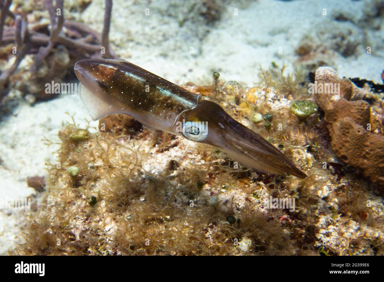 Squid underwater. Scuba diving in Cozumel Mexico Stock Photo - Alamy