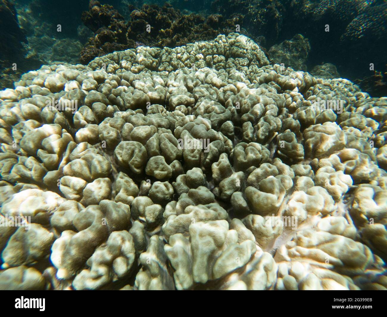 Underwater life, coral reefs in Mauritius, tropical fish Stock Photo ...