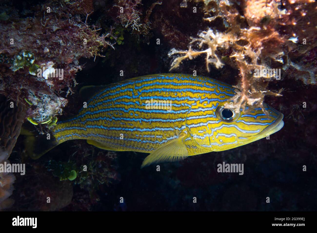 Fish on a tropical coral reef underwater in Cozumel, Mexico Stock Photo ...