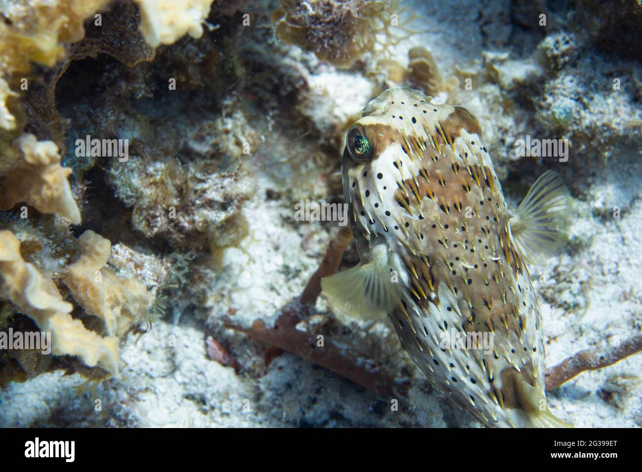 Fish on a tropical coral reef underwater in Cozumel, Mexico Stock Photo ...